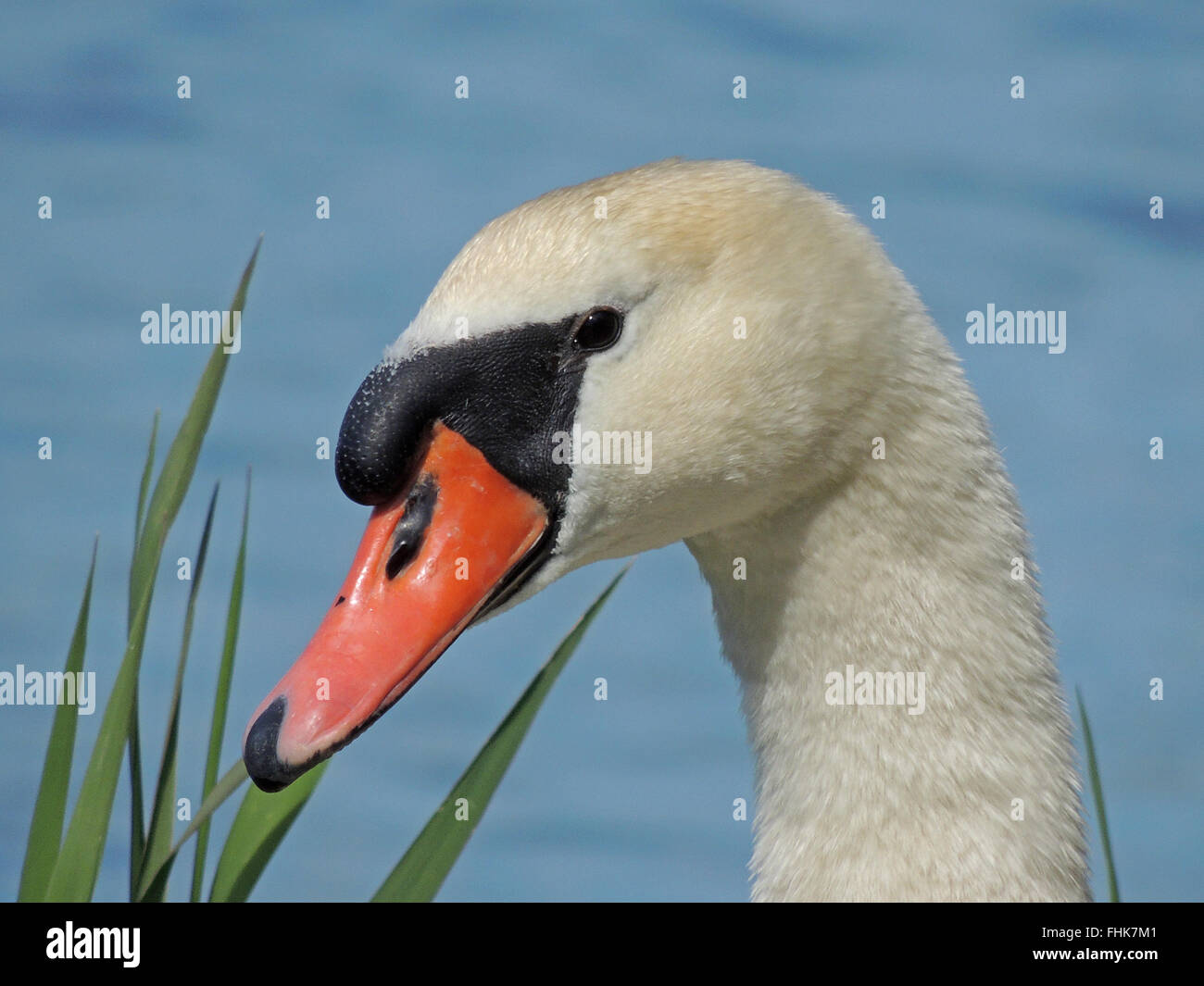 Profile of swan head hi-res stock photography and images - Alamy