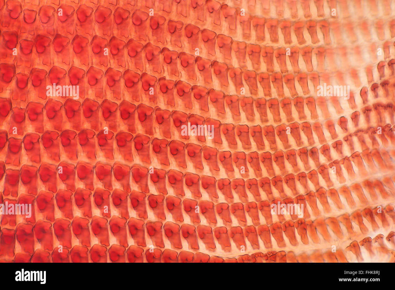 Amber snail radula, brightfield photomicrograph, showing rasping teeth ...