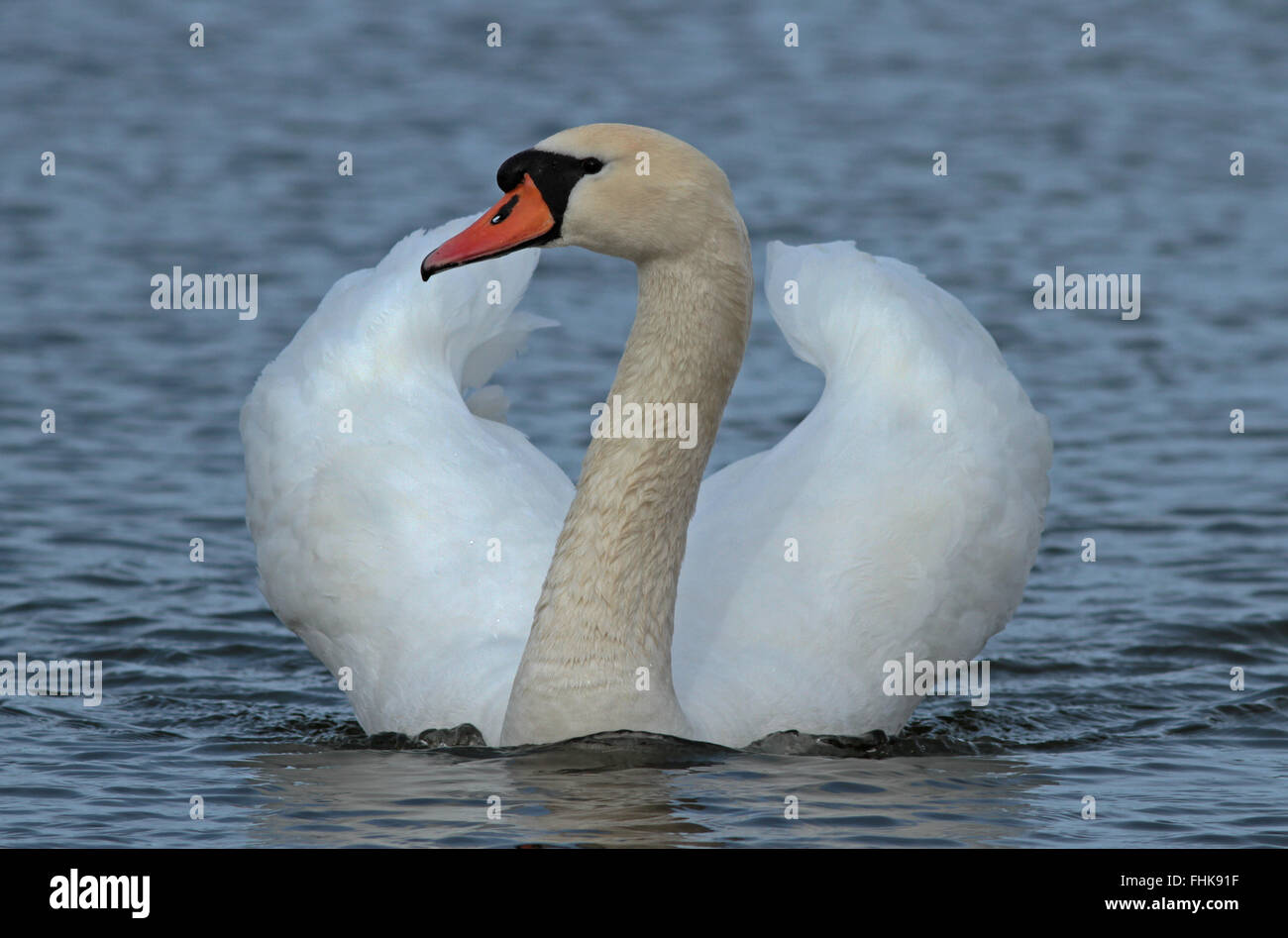 Front wiew on swimming Mute swan (Cygnus olor) / Swan Wings Stock Photo ...