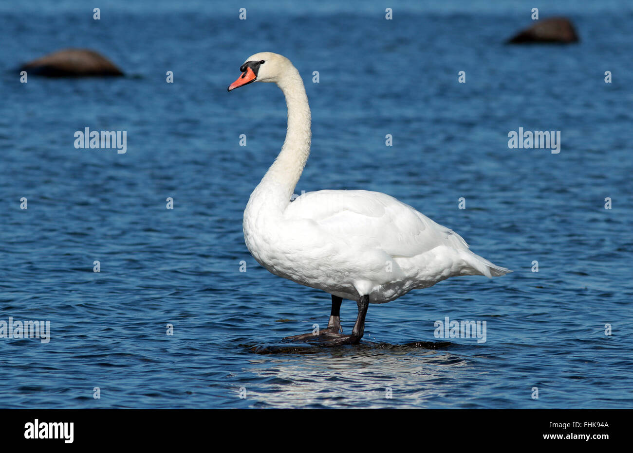 Swan standing up in the water hi-res stock photography and images - Alamy