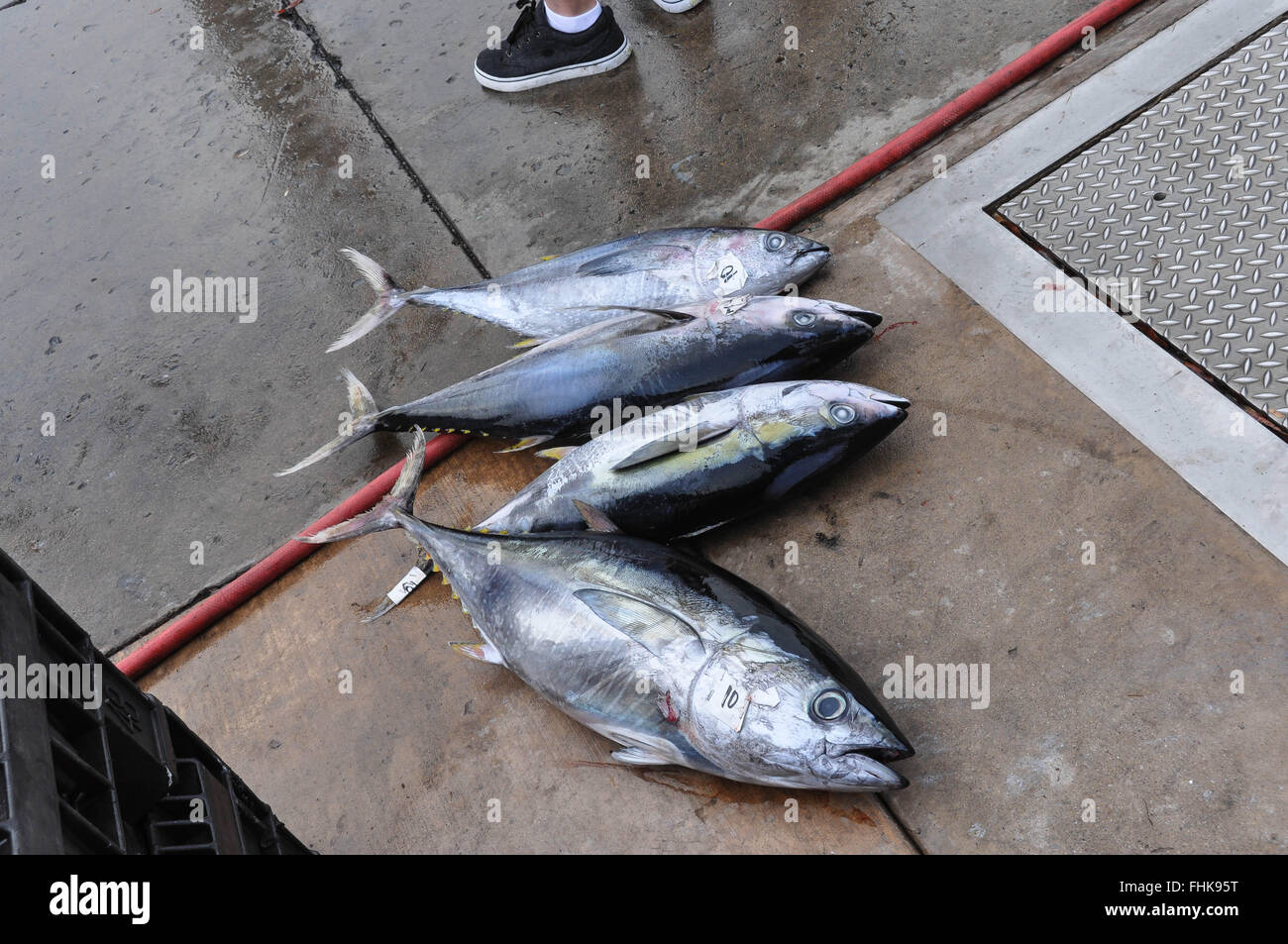 Finlets hi-res stock photography and images - Alamy