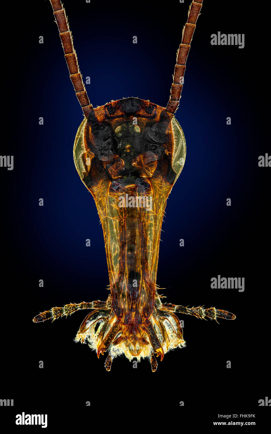 Scorpion fly head, darkfield photomicrograph Stock Photo - Alamy