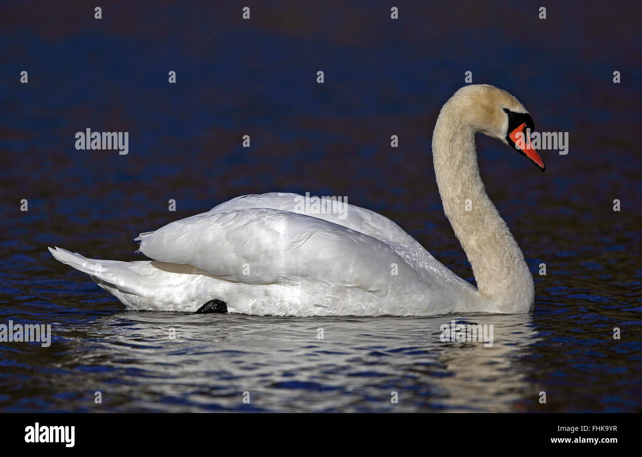 Swan side on hi-res stock photography and images - Alamy