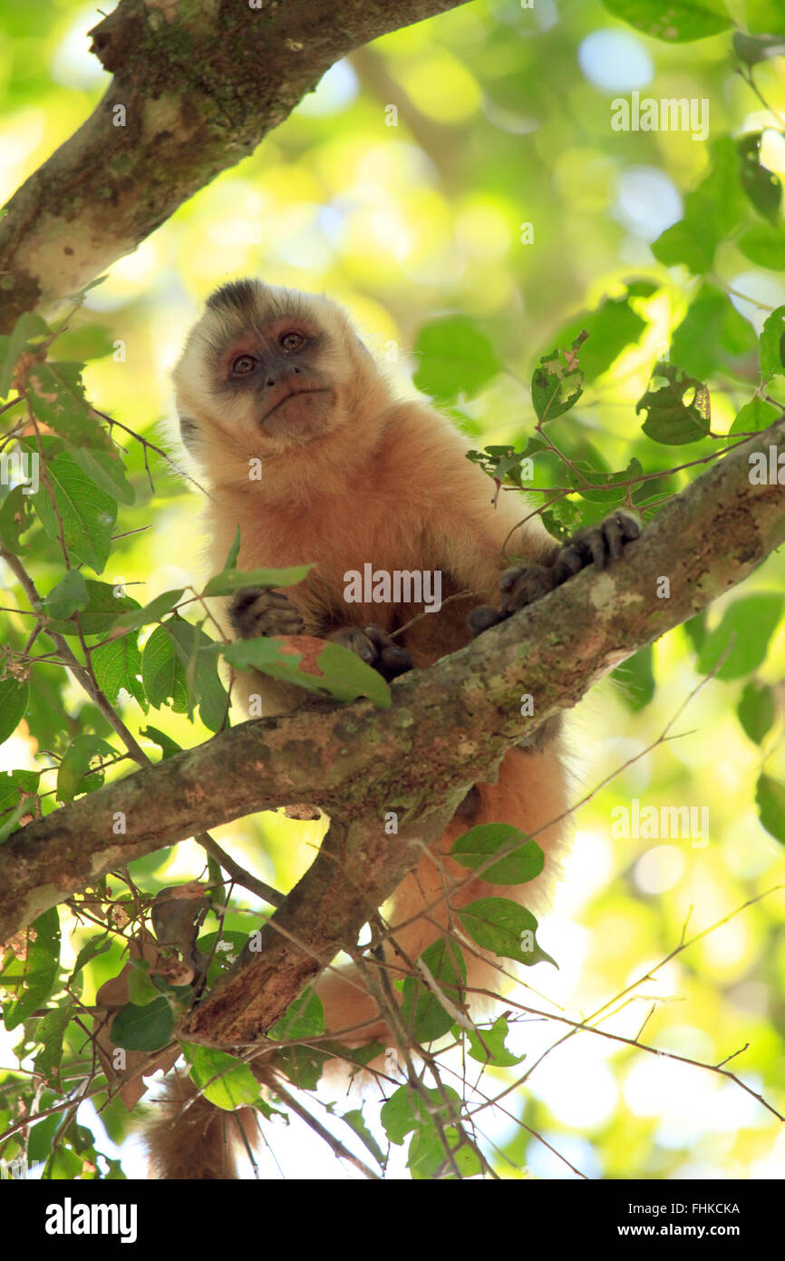 An Azaras's / hooded capuchin (Sapajus cay) in Mato Grosso do Sul ...