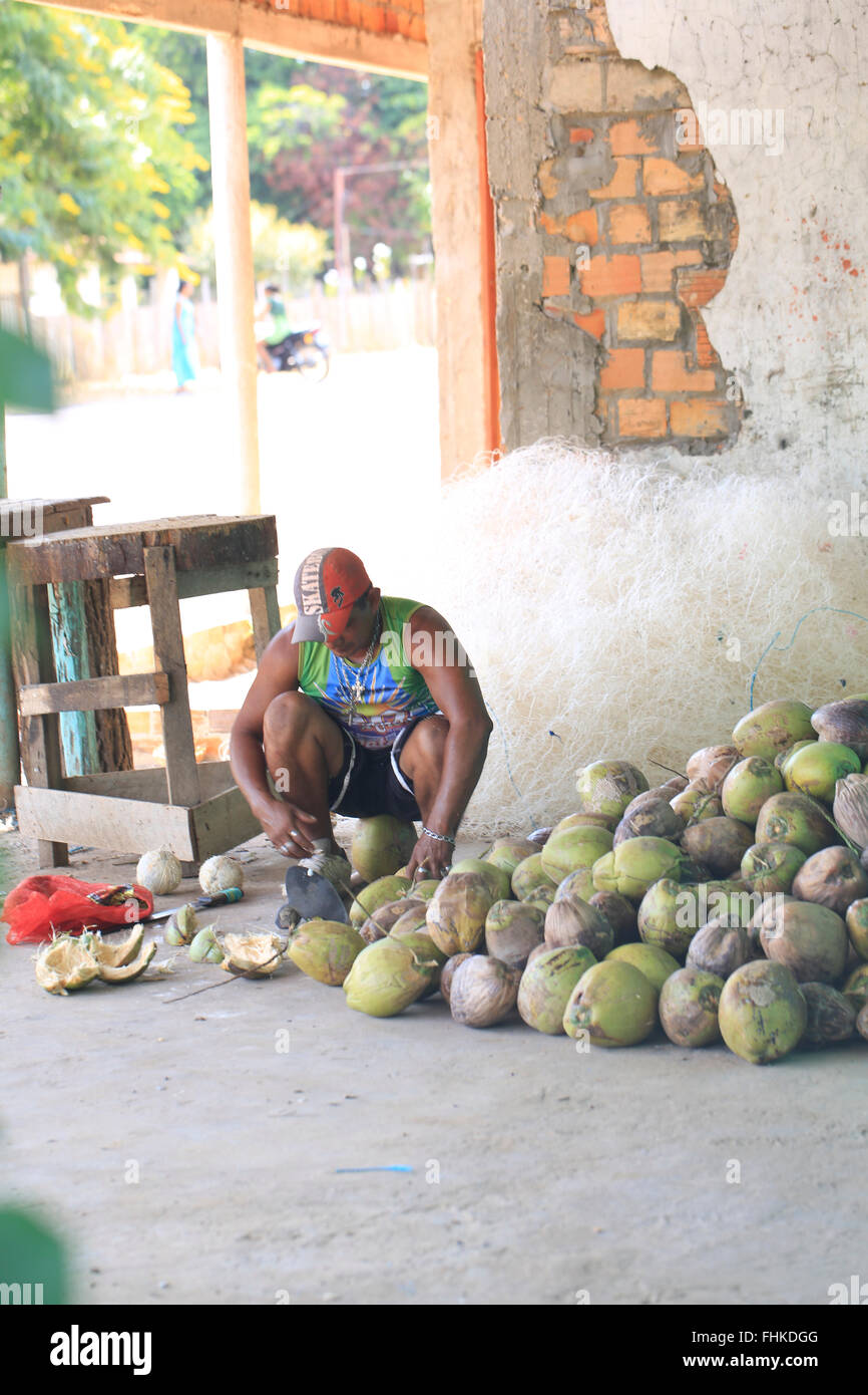 A man husking coconuts Stock Photo - Alamy