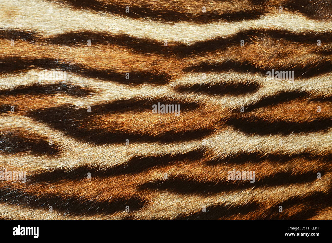 tiger fur closeup Stock Photo - Alamy