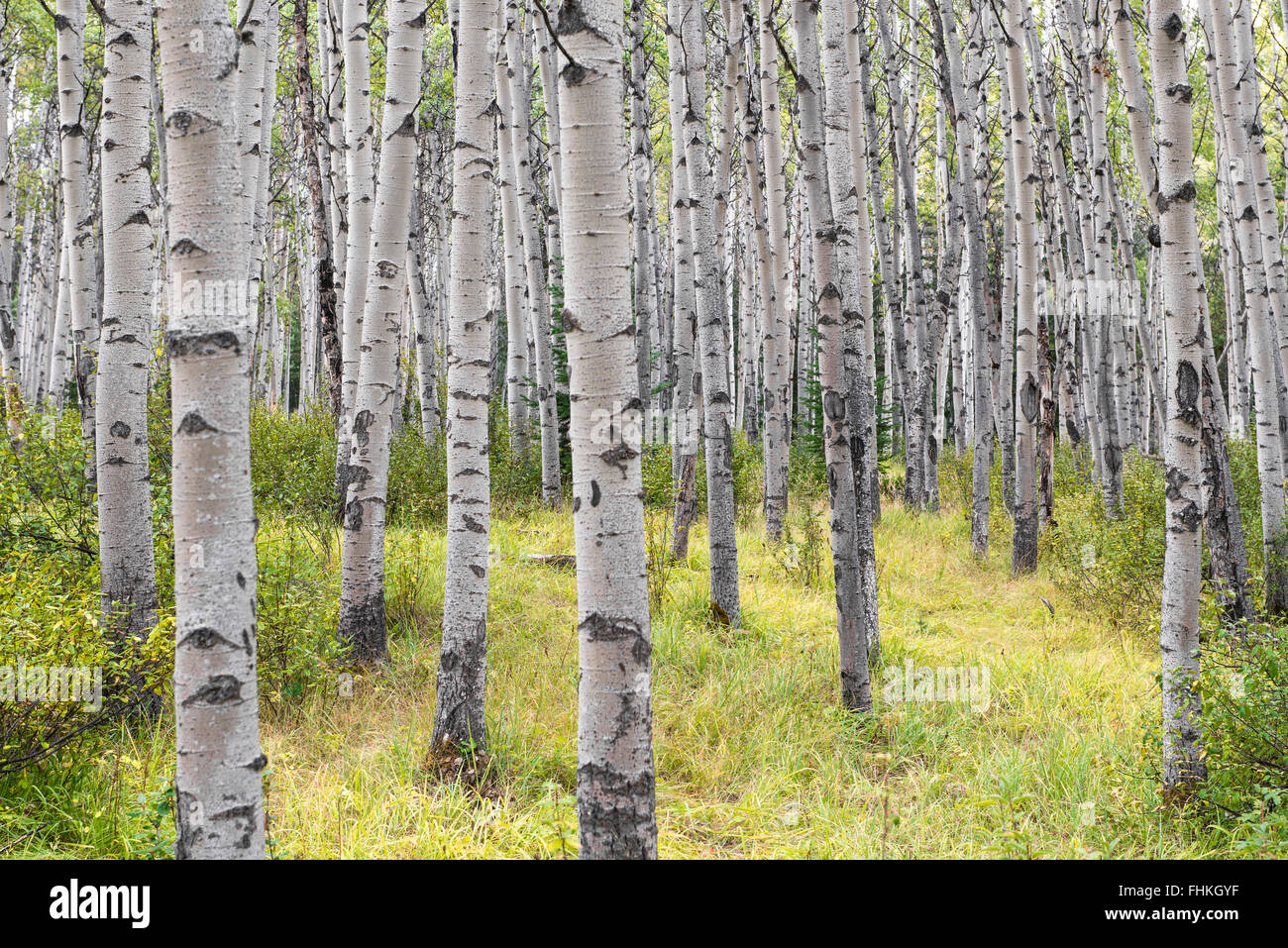 Aspen (Populus tremula), forest, Jasper National Park, UNESCO World ...
