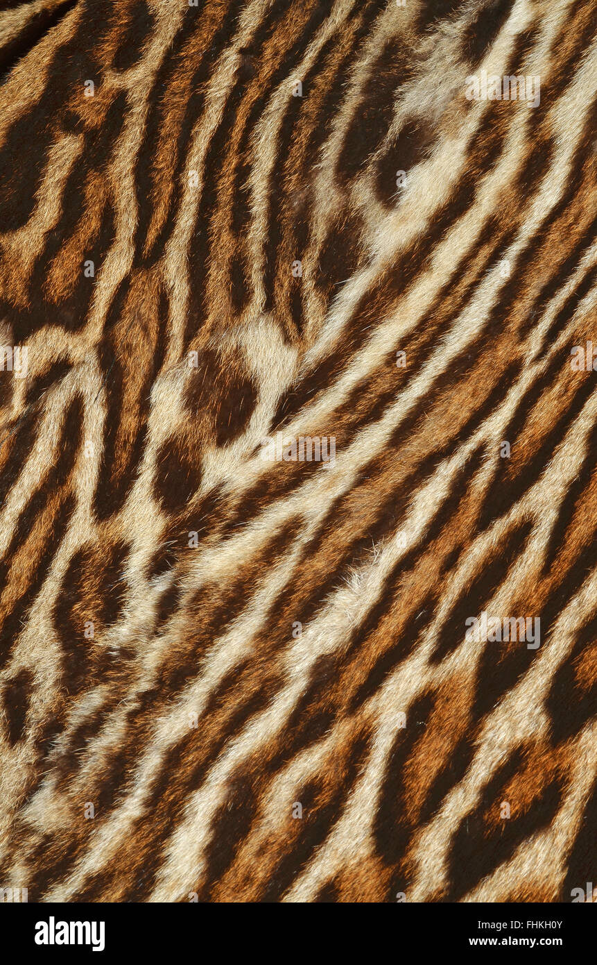 Ocelot skin hi-res stock photography and images - Alamy