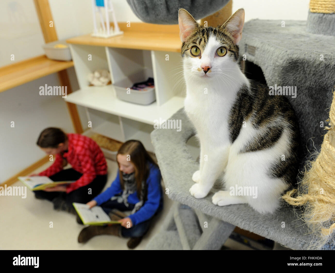 Bremen, Germany. 25th Feb, 2016. Saskia and Lily reading to cats at the ...