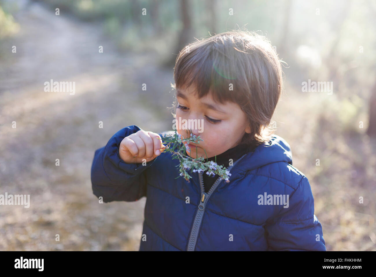 Little boy smelling blossoming twig of rosemary Stock Photo - Alamy