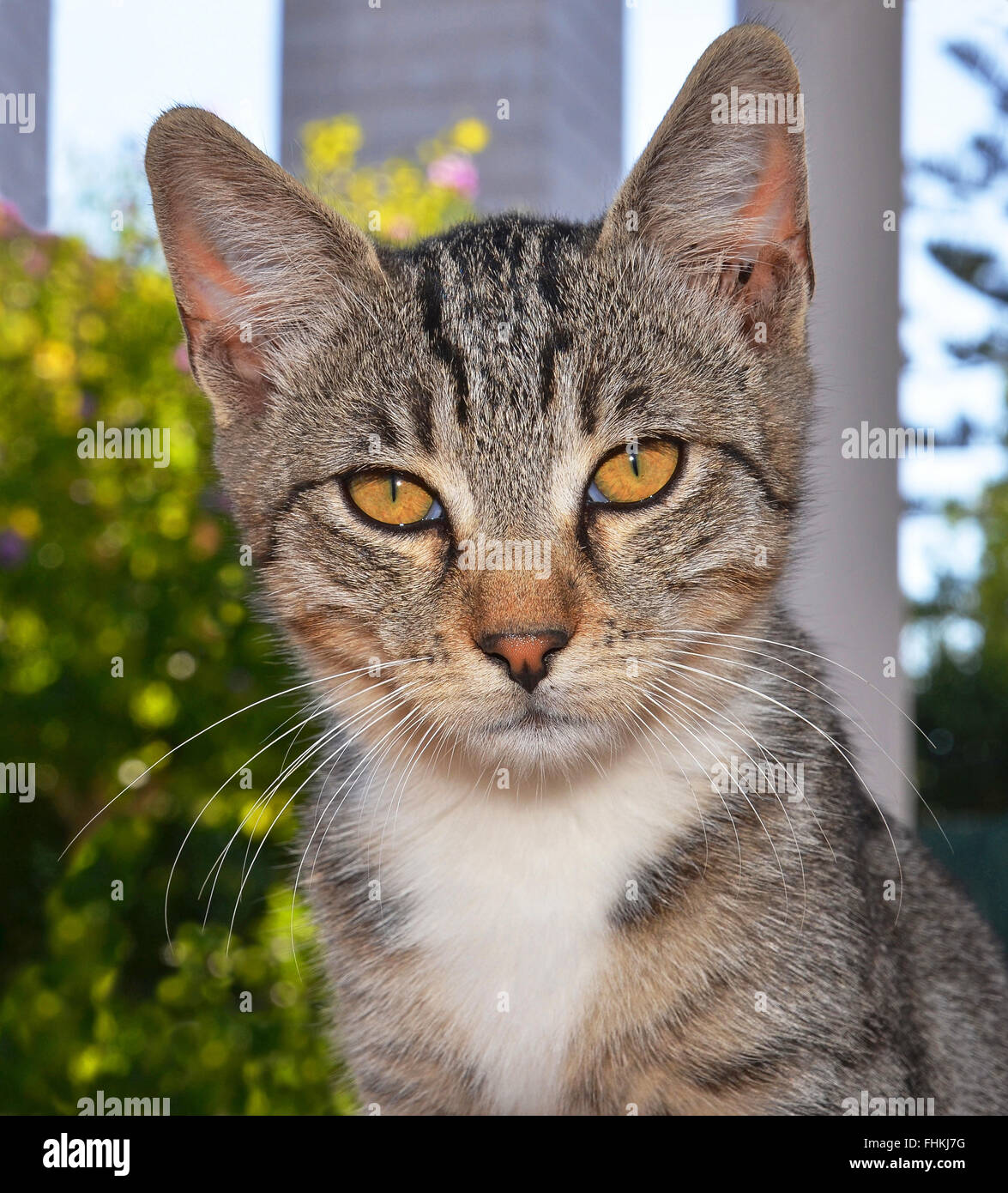 Feline detail hi-res stock photography and images - Alamy
