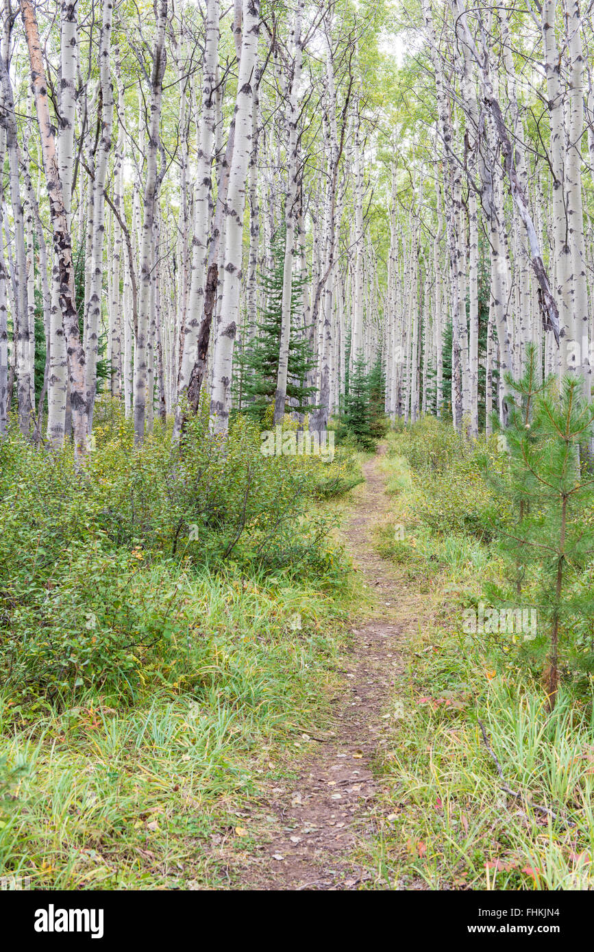 Aspen (Populus tremula), forest, Jasper National Park, UNESCO World ...