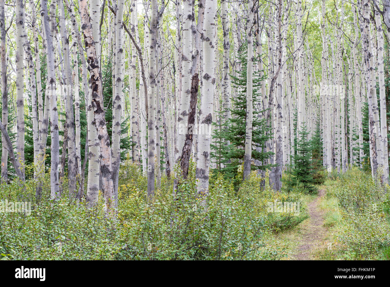 Populus tremula hi-res stock photography and images - Alamy