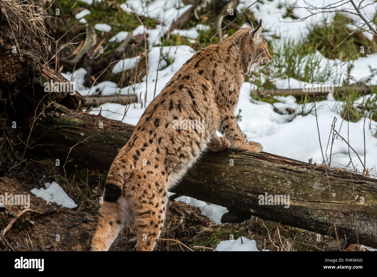 Eurasian lynx (Lynx lynx) hunting and looking for prey in the taiga in ...