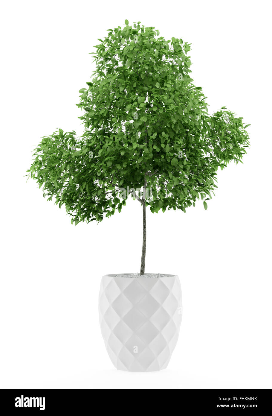 potted tree isolated on white background Stock Photo - Alamy