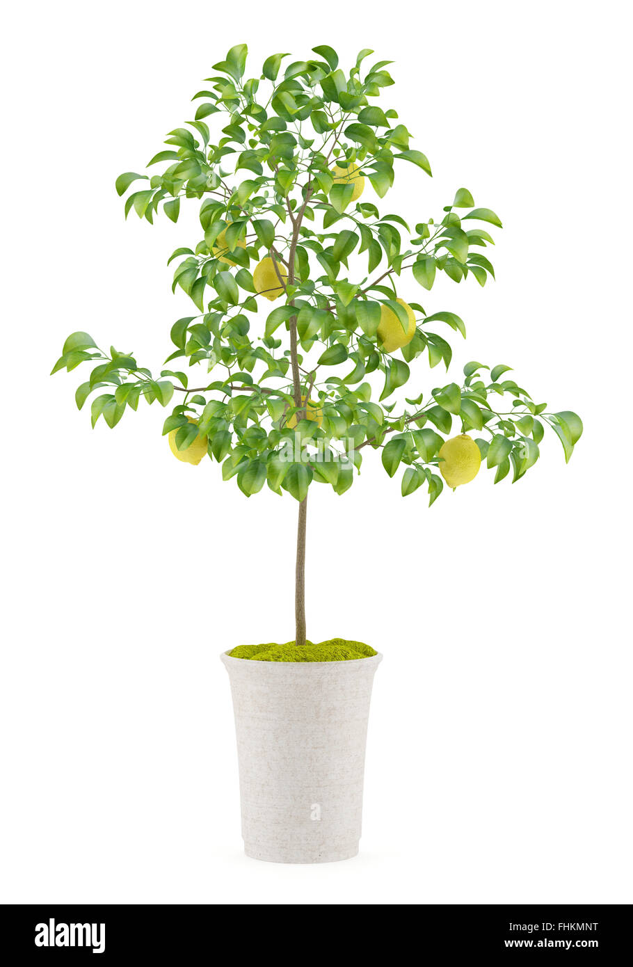 potted lemon tree isolated on white background Stock Photo - Alamy