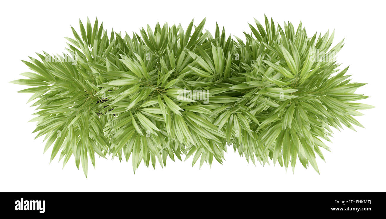 top view of bamboo plant in pot isolated on white background Stock ...