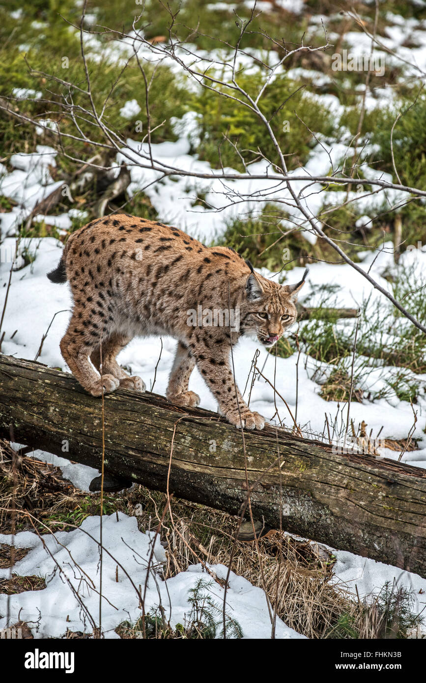 Eurasian lynx (Lynx lynx) walking over tree trunk in the taiga in the ...
