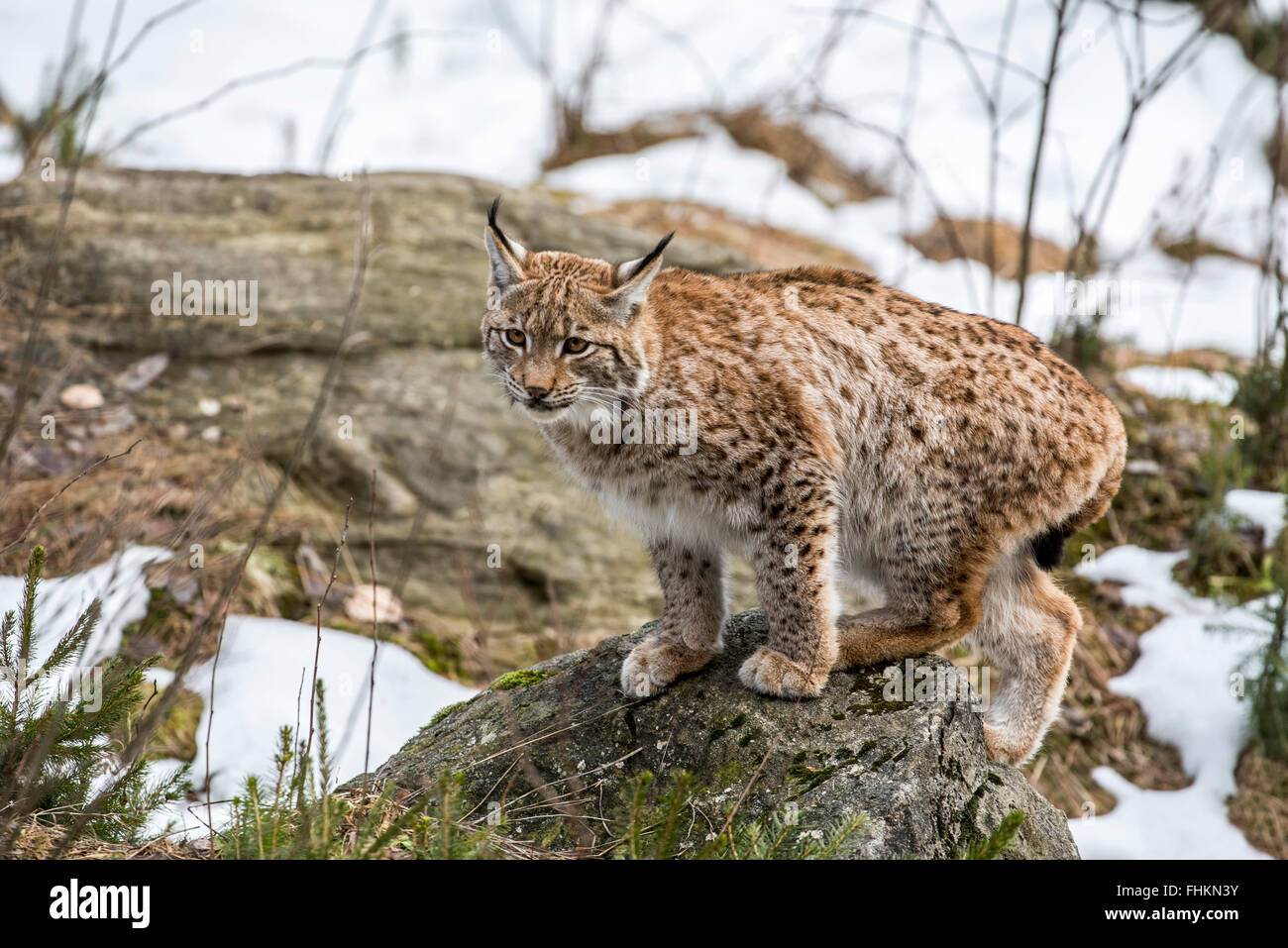 Eurasian lynx (Lynx lynx) hunting in the taiga in the snow in winter ...