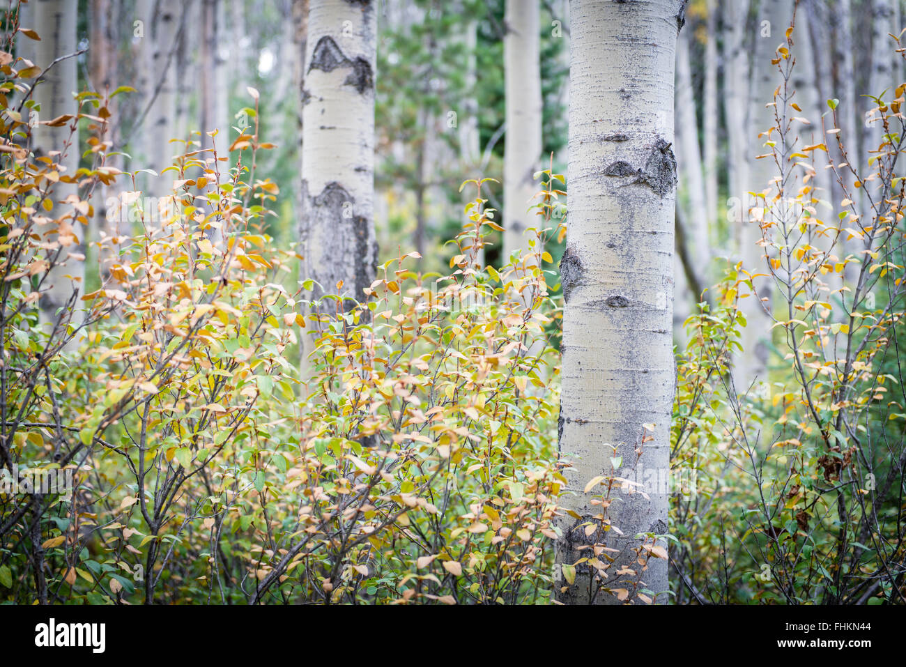 Aspen (Populus tremula), forest, Jasper National Park, UNESCO World ...