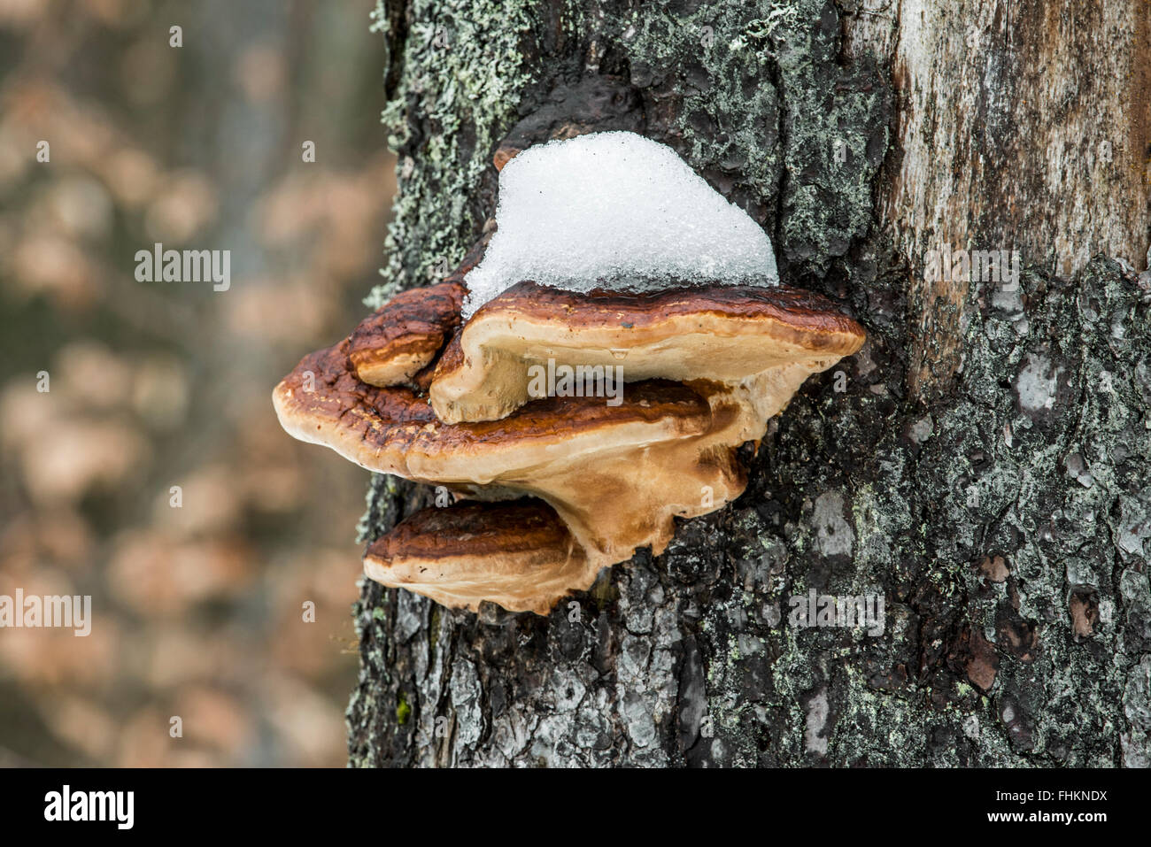 Benzoin bracket (Ischnoderma benzoinum / Boletus benzoinus Wahlenb.) on ...