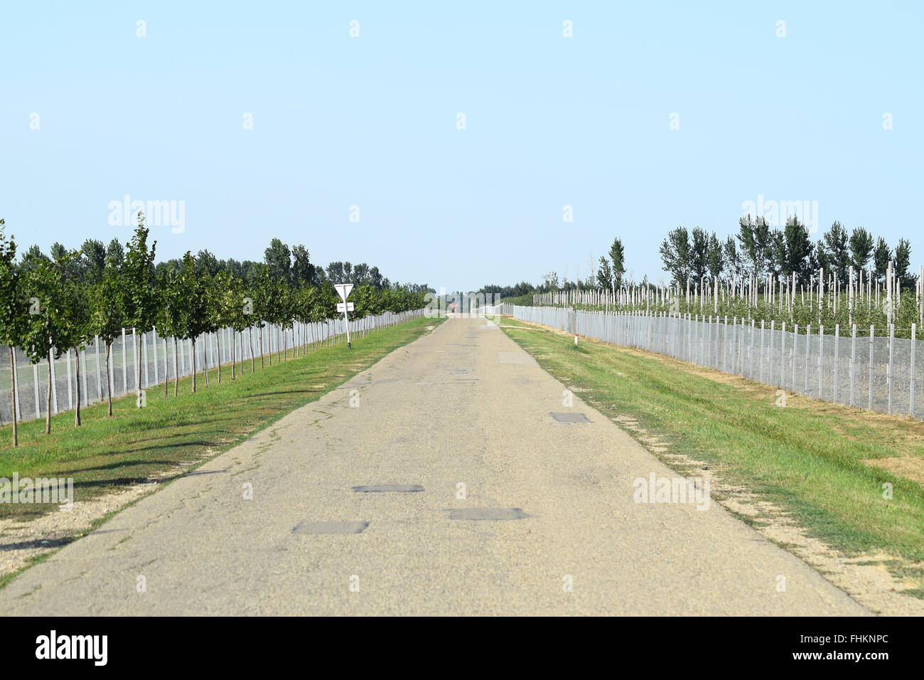Young apple orchard. Young planting apple orchard on the trellis ...