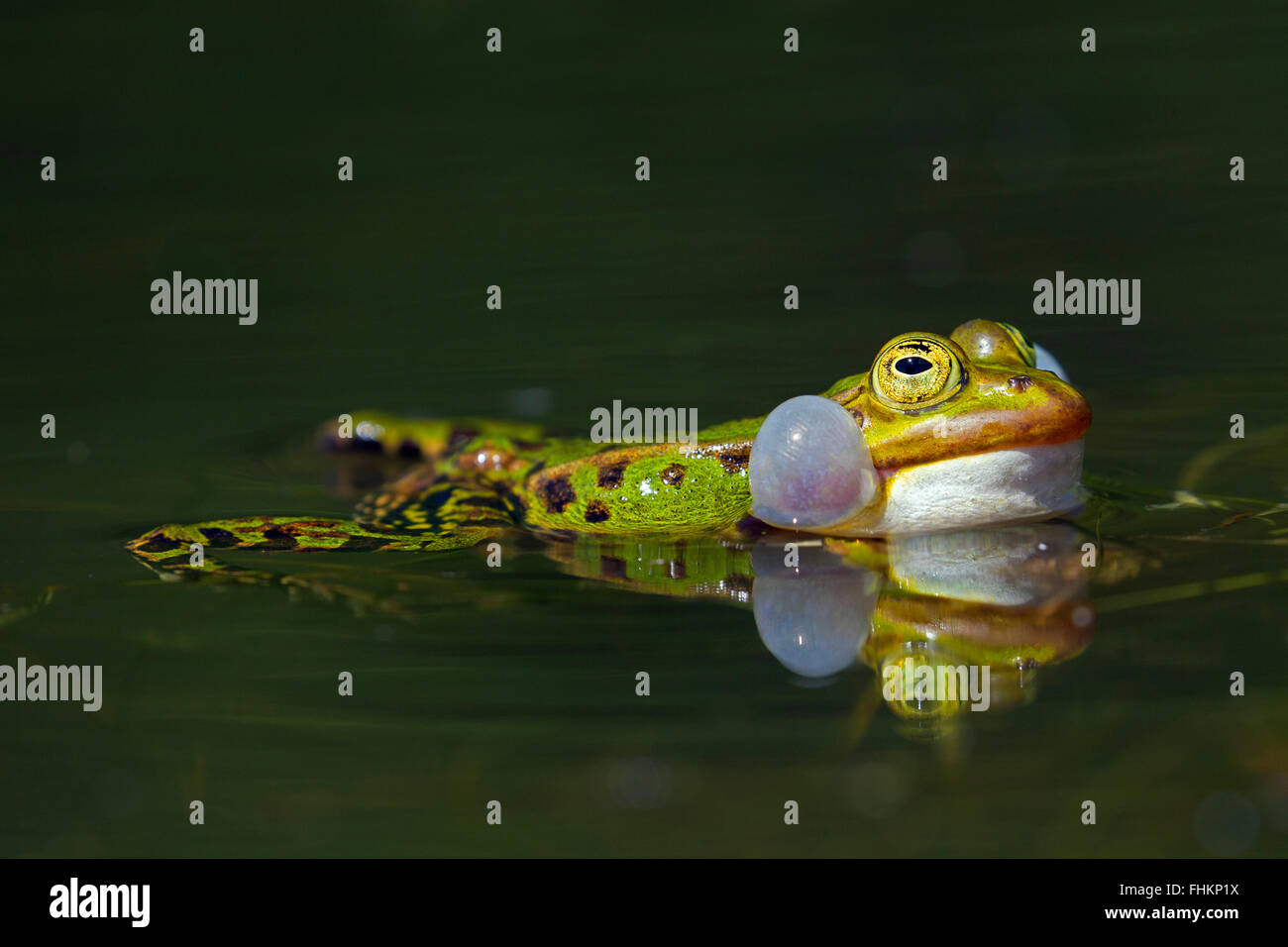 Edible frog / green frog (Pelophylax kl. esculentus / Rana kl ...