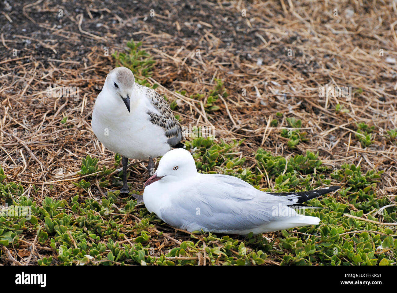 Baby Gull High Resolution Stock Photography and Images - Alamy