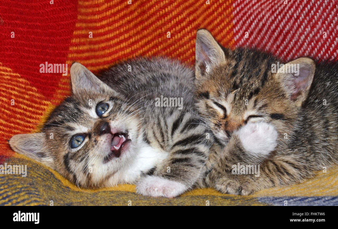 Tabby fur texture hi-res stock photography and images - Alamy