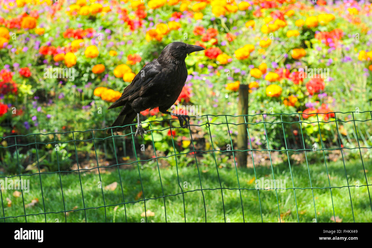 Black crow against colorful flowers in the garden Stock Photo - Alamy