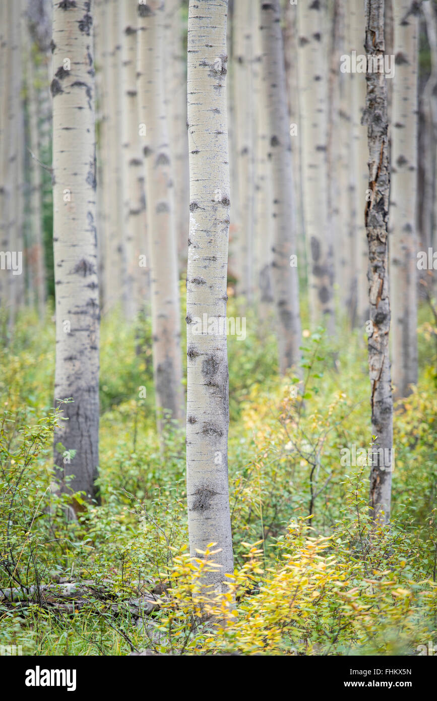 Aspen (Populus tremula), forest, Jasper National Park, UNESCO World ...