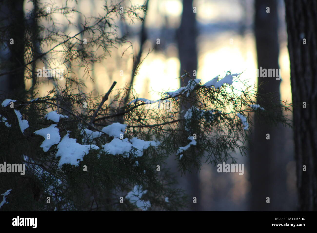 Pines in the snow hi-res stock photography and images - Alamy