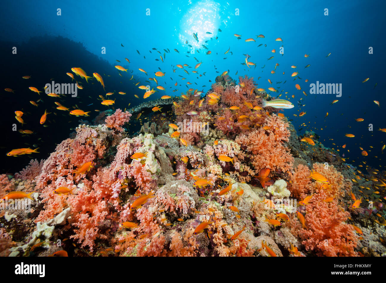 Colored Soft Coral Reef, Shaab Rumi, Red Sea, Sudan Stock Photo - Alamy