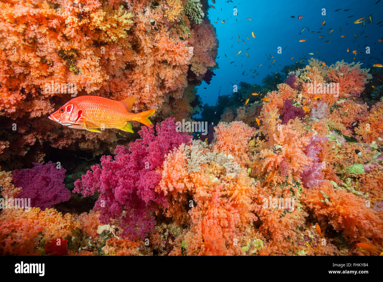 Colored Soft Coral Reef, Shaab Rumi, Red Sea, Sudan Stock Photo - Alamy
