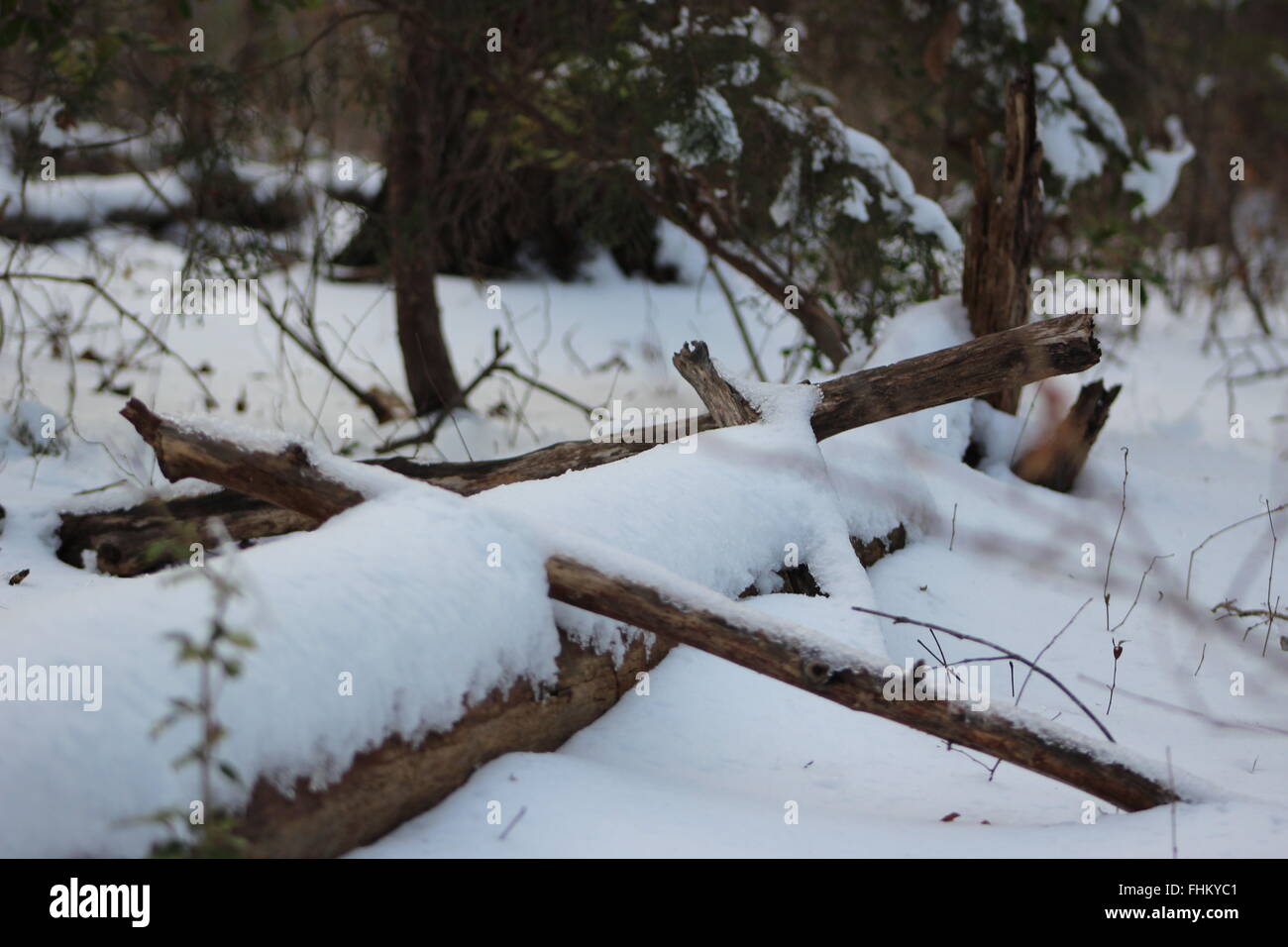 Fallen trees blanketed in snow Stock Photo - Alamy