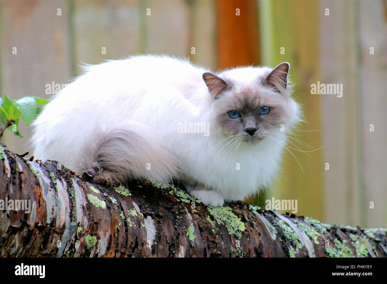 Seal Point Birman Sacred Cat Of Burma Cat High Resolution Stock ...