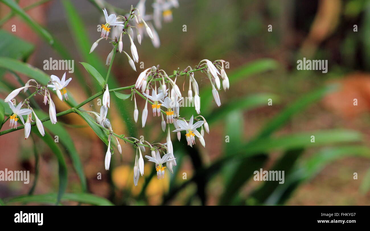 Rengarenga New Zealand Rock Lily Stock Photo - Alamy