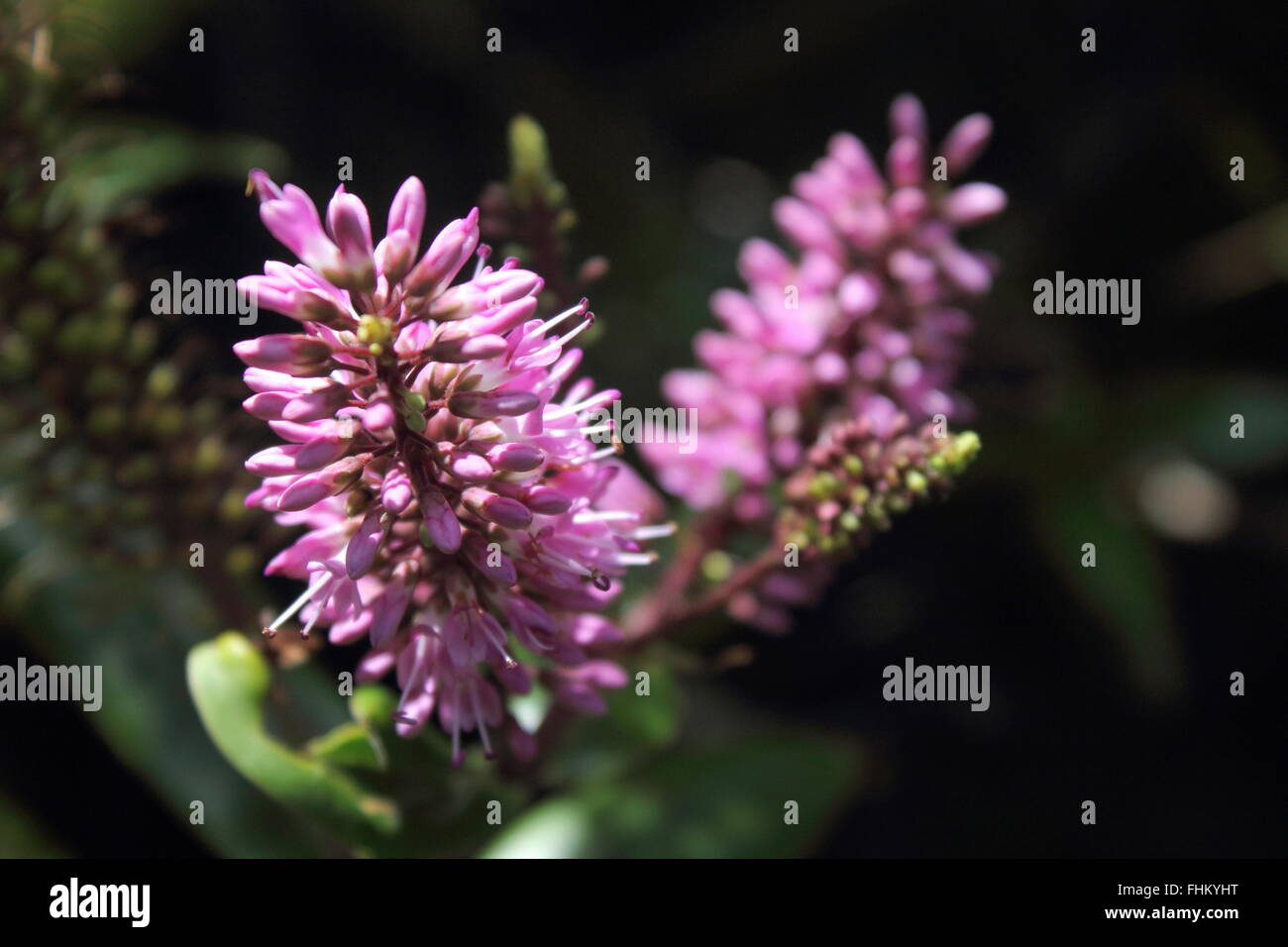 New zealand hebe hi-res stock photography and images - Alamy
