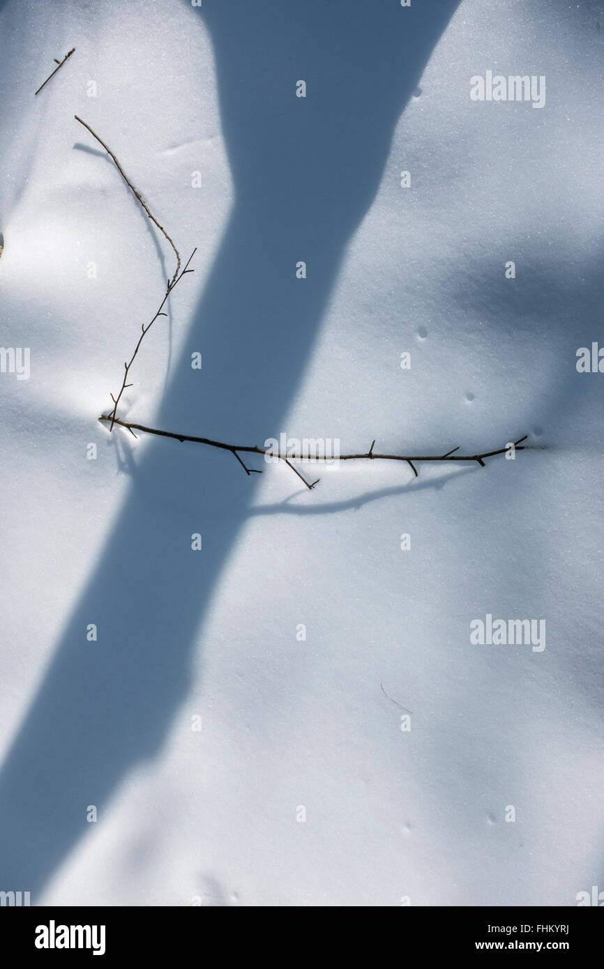 Tree branch shadows hi-res stock photography and images - Alamy