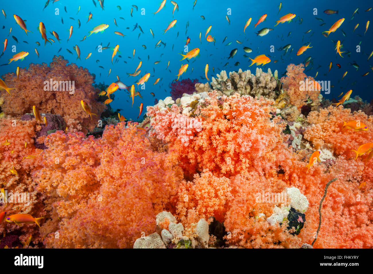 Colored Soft Coral Reef, Shaab Rumi, Red Sea, Sudan Stock Photo - Alamy