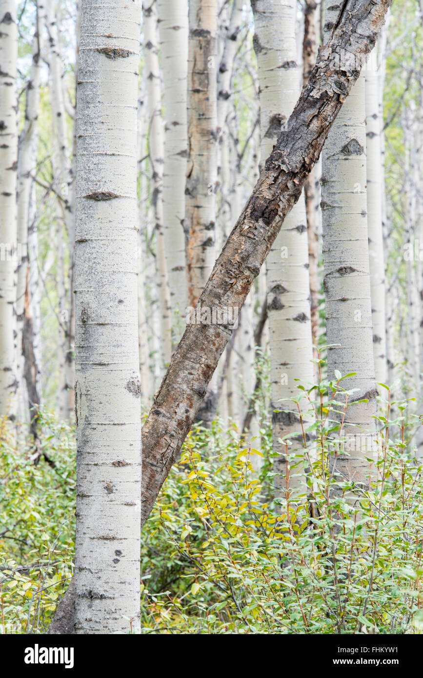 Aspen (Populus tremula), forest, Jasper National Park, UNESCO World ...