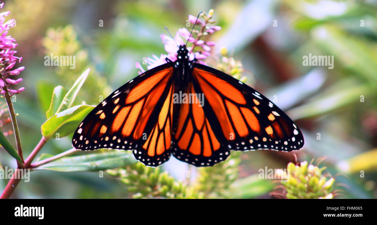 Orange Monarch Butterfly On Black High Resolution Stock Photography and ...