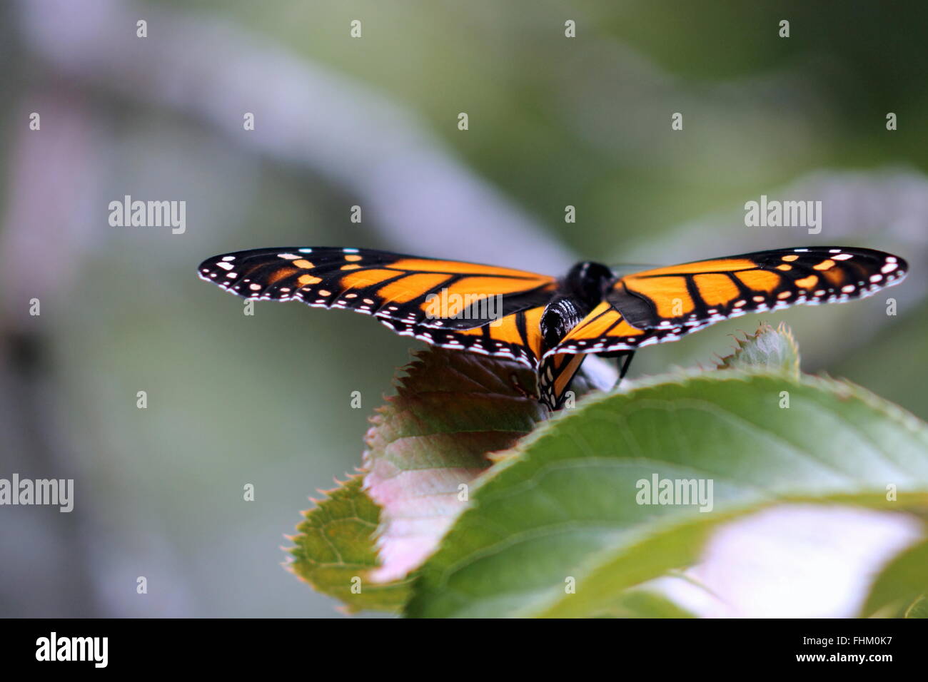 Close Up of a Monarch Butterfly Stock Photo - Alamy