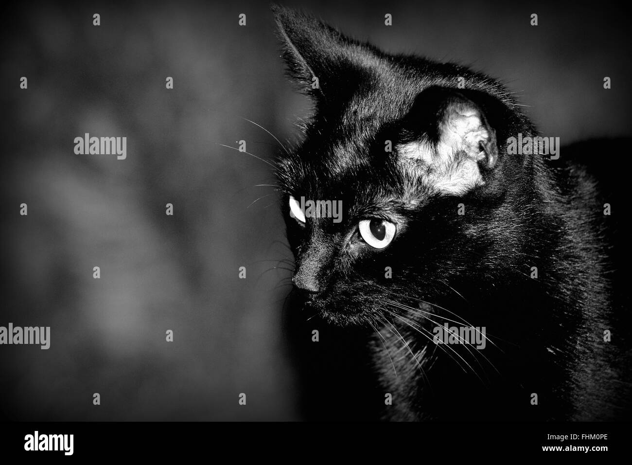 Close up of a Black Cat Stock Photo - Alamy