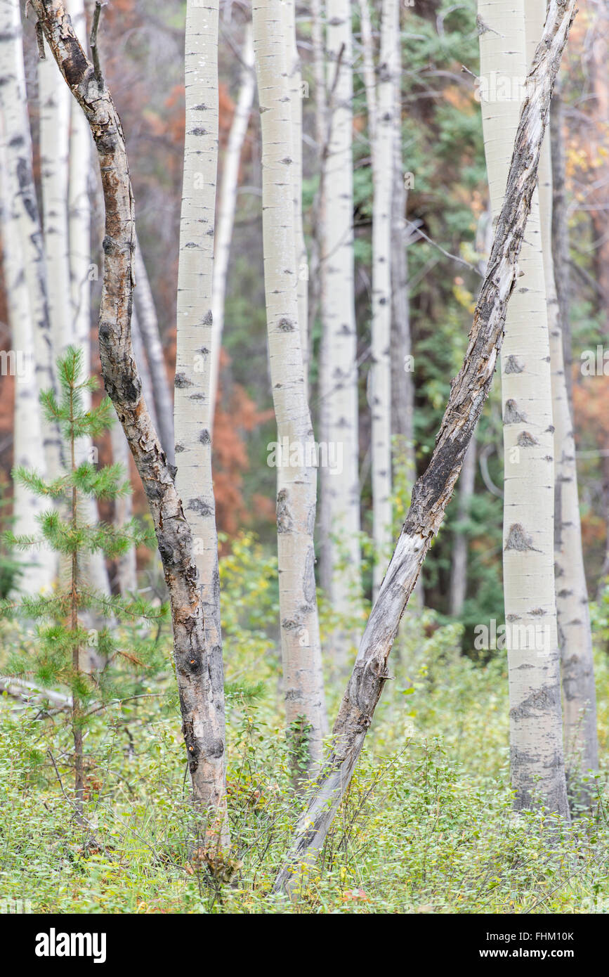 Aspen (Populus tremula), forest, Jasper National Park, UNESCO World ...