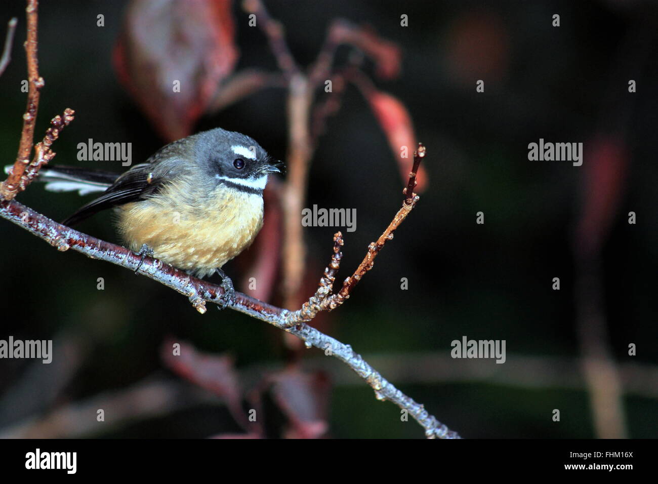 Fantail insectivorous bird hi-res stock photography and images - Alamy