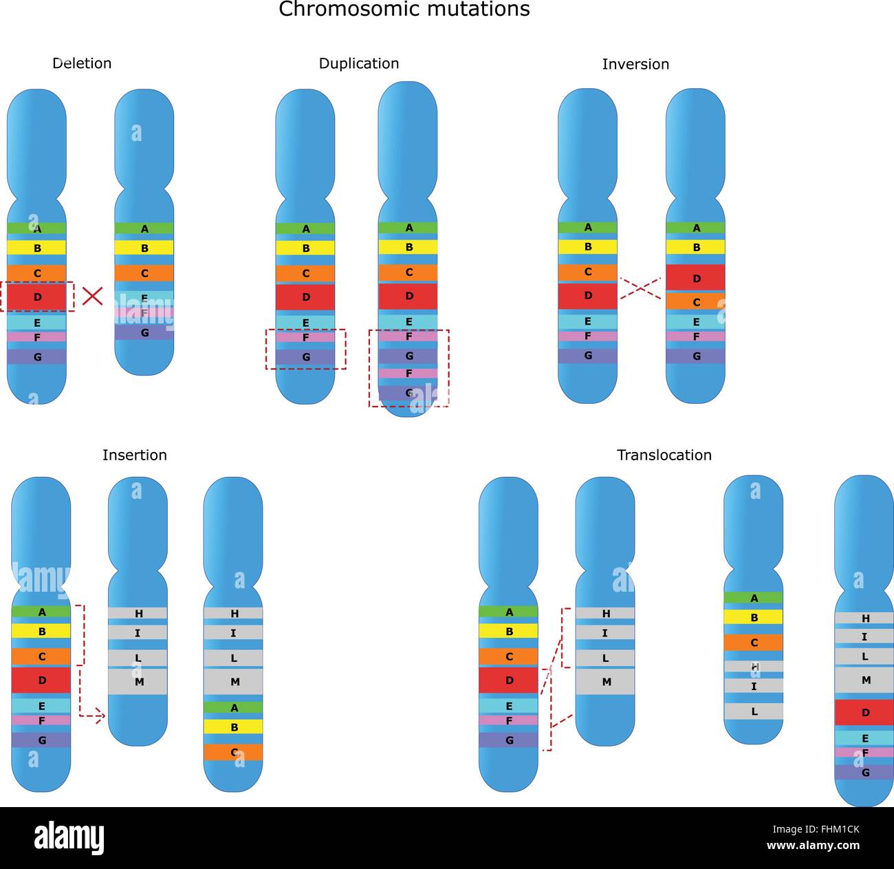 Chromosome Insertion High Resolution Stock Photography and Images - Alamy