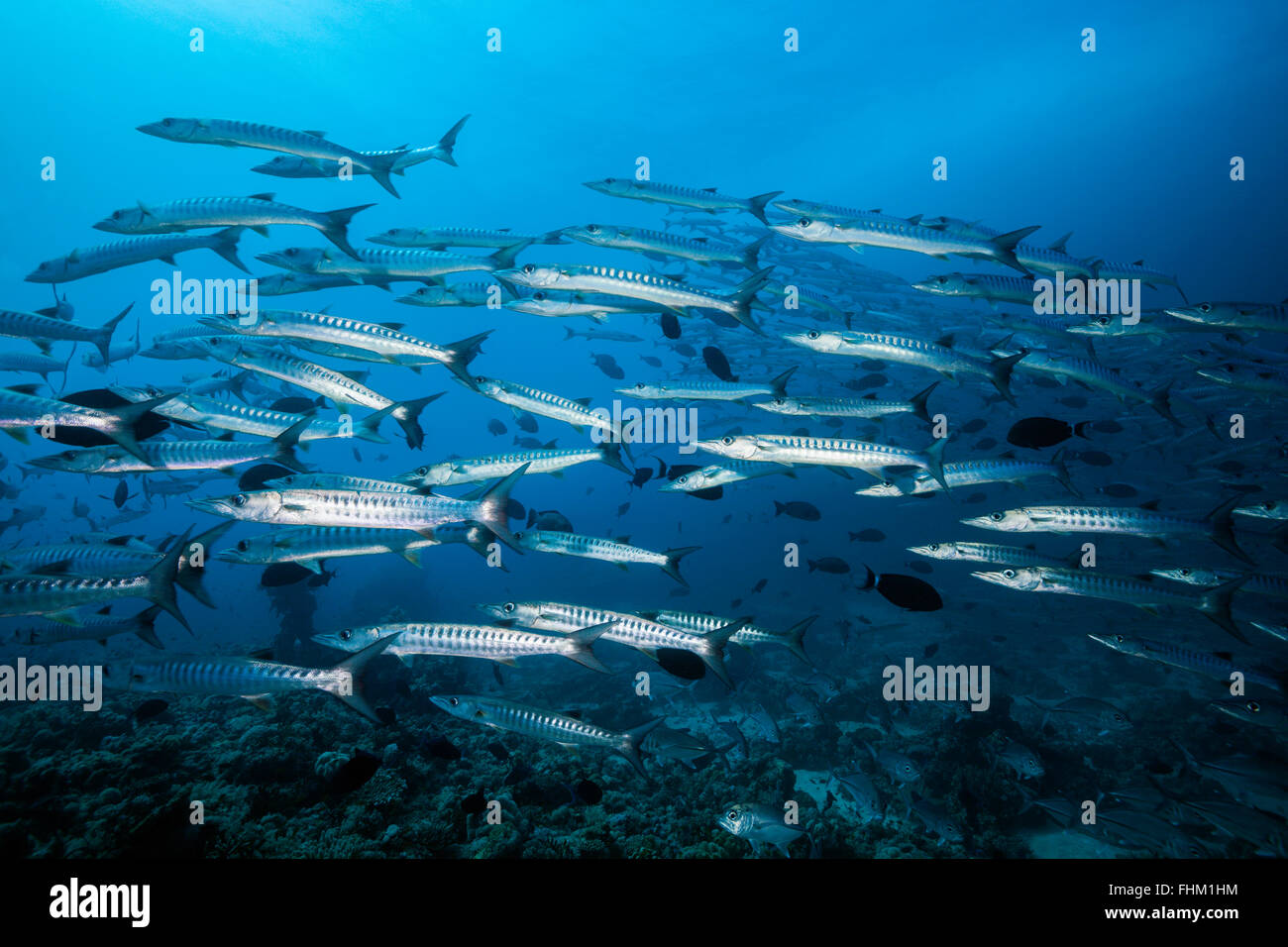 Blackfin Barracuda Shaab Rumi High Resolution Stock Photography and ...