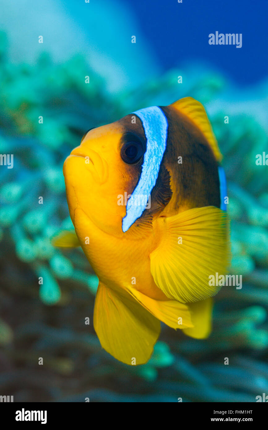 Twobar Anemonefish, Amphiprion bicinctus, Shaab Rumi, Red Sea, Sudan ...