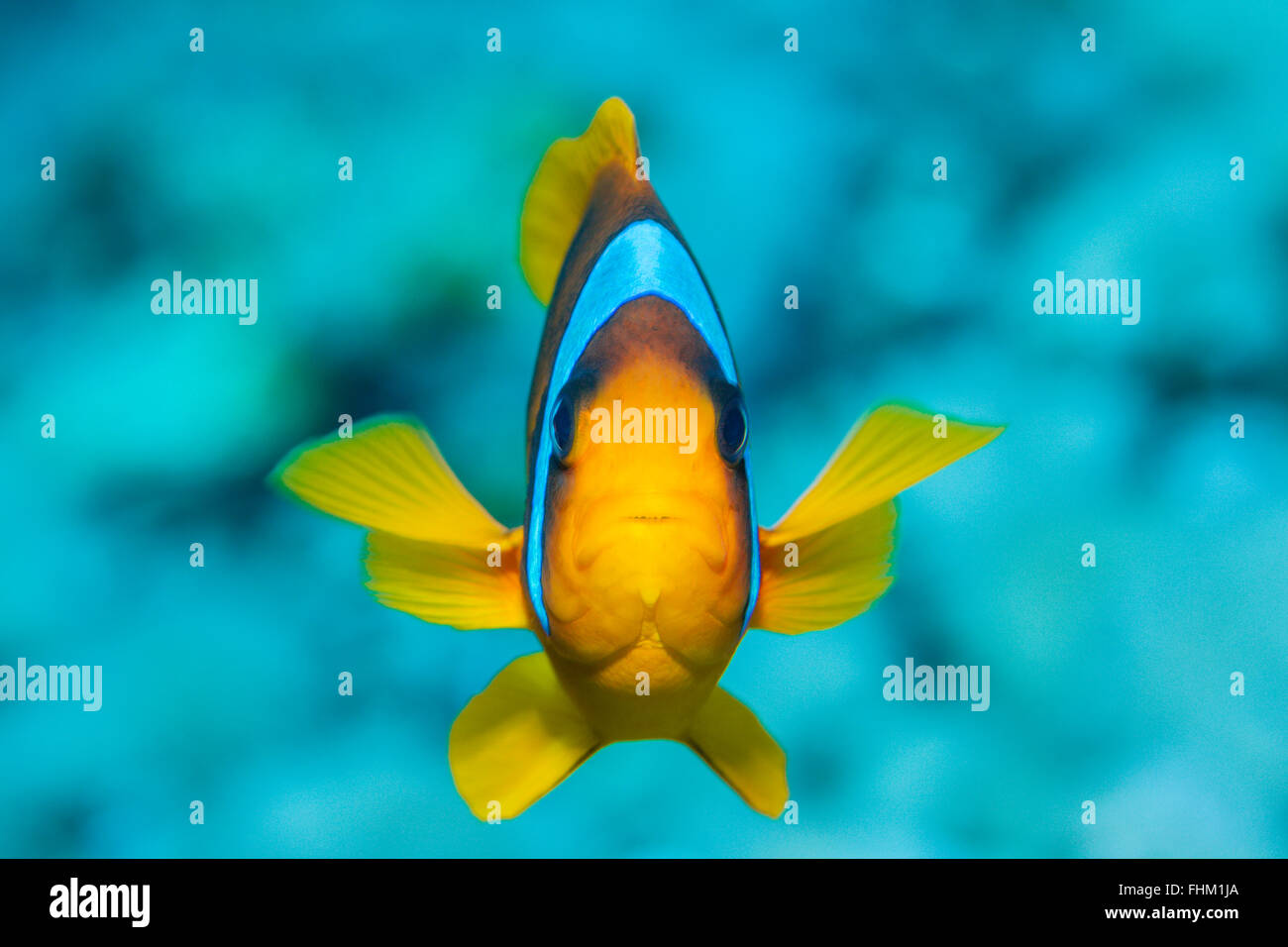 Twobar Anemonefish, Amphiprion bicinctus, Shaab Rumi, Red Sea, Sudan ...